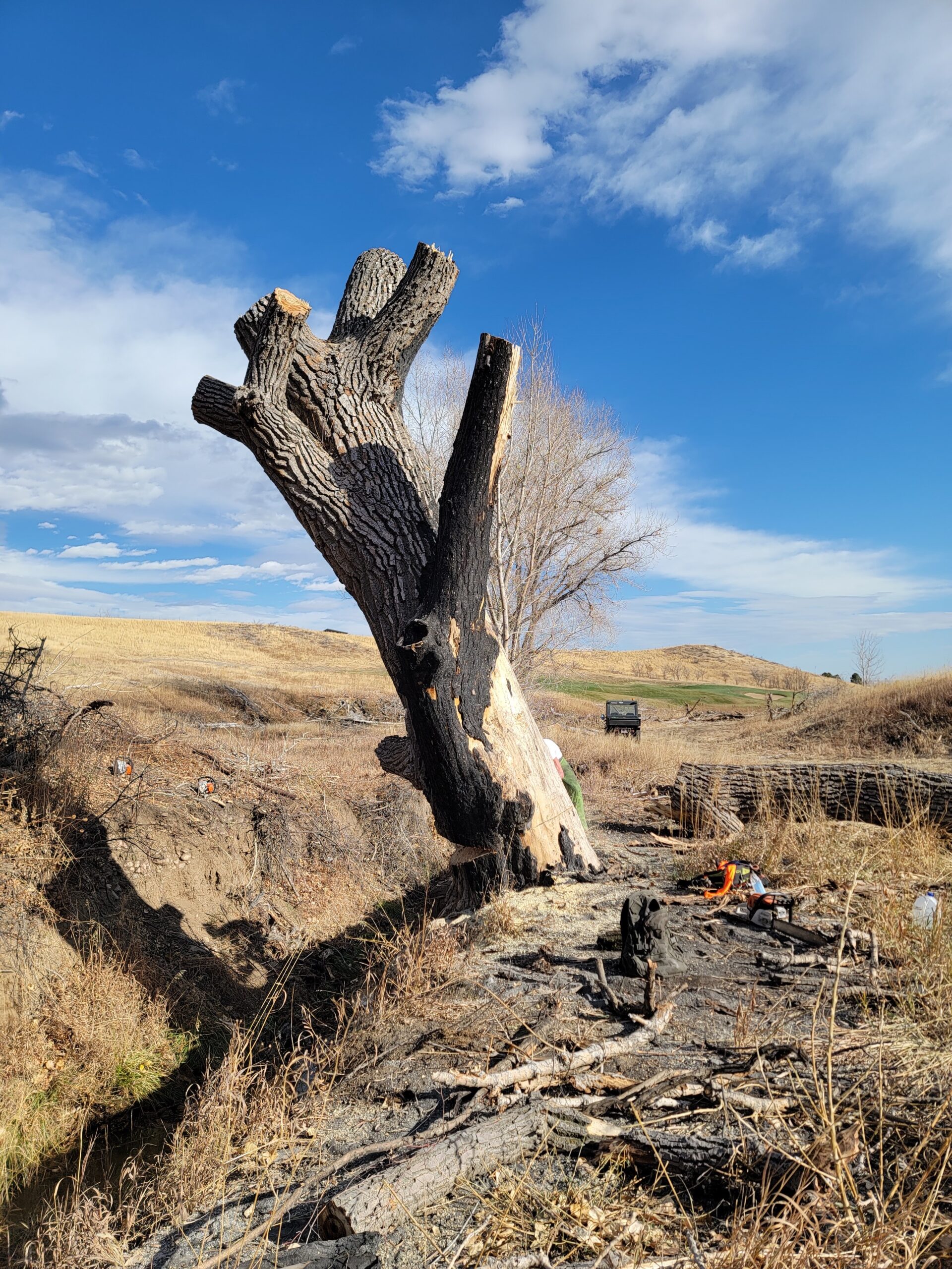 Home - Tree Service Littleton